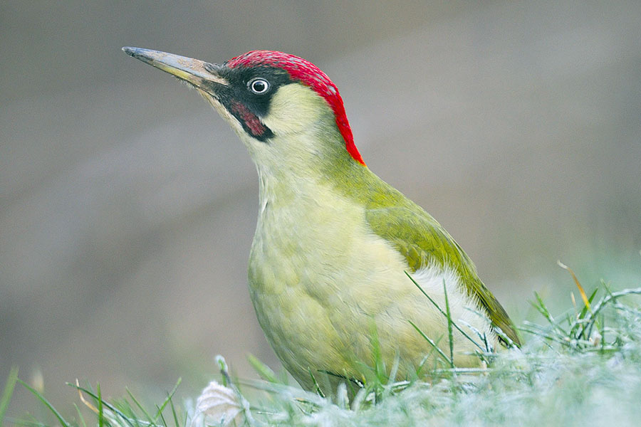 Sechs Spechtarten im Lüerwald auf der Spur